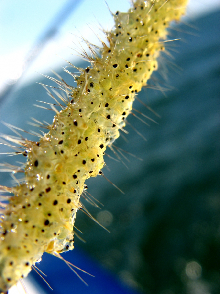 Spiny and Fishhook Waterfleas | Ontario's Invading Species Awareness ...
