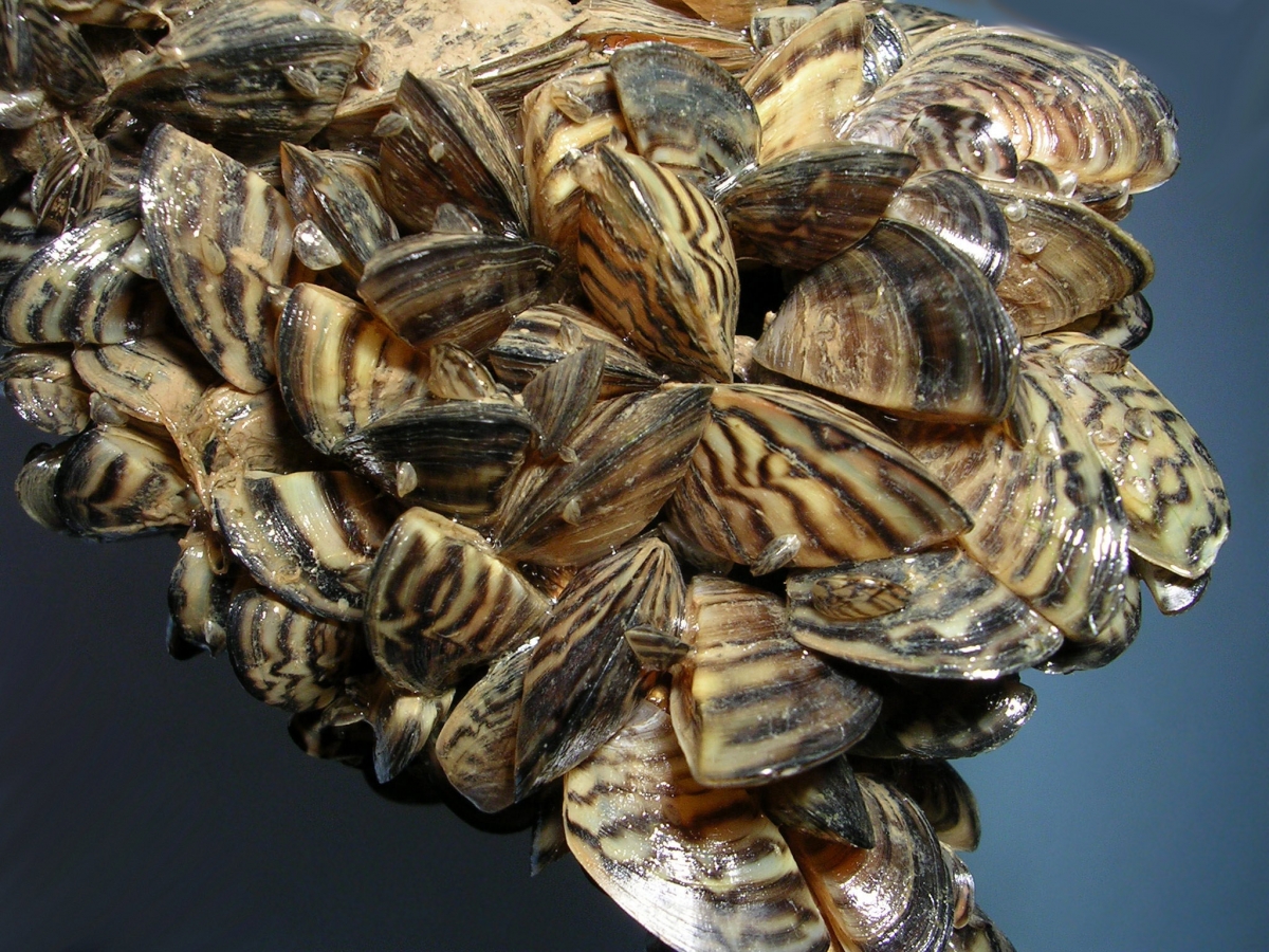 Zebra and Quagga Mussels | Ontario's Invading Species Awareness Program