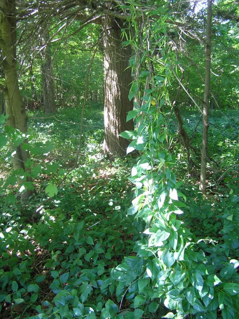 Dog-Strangling Vine | Ontario's Invading Species Awareness Program