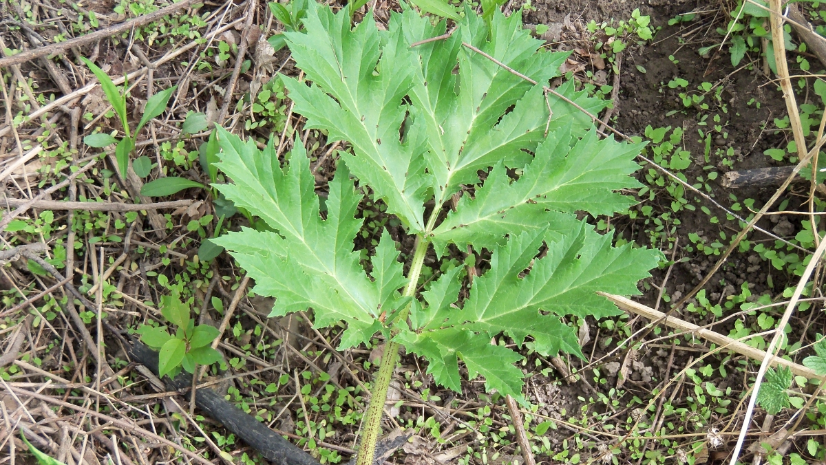 Giant Hogweed | Ontario's Invading Species Awareness Program