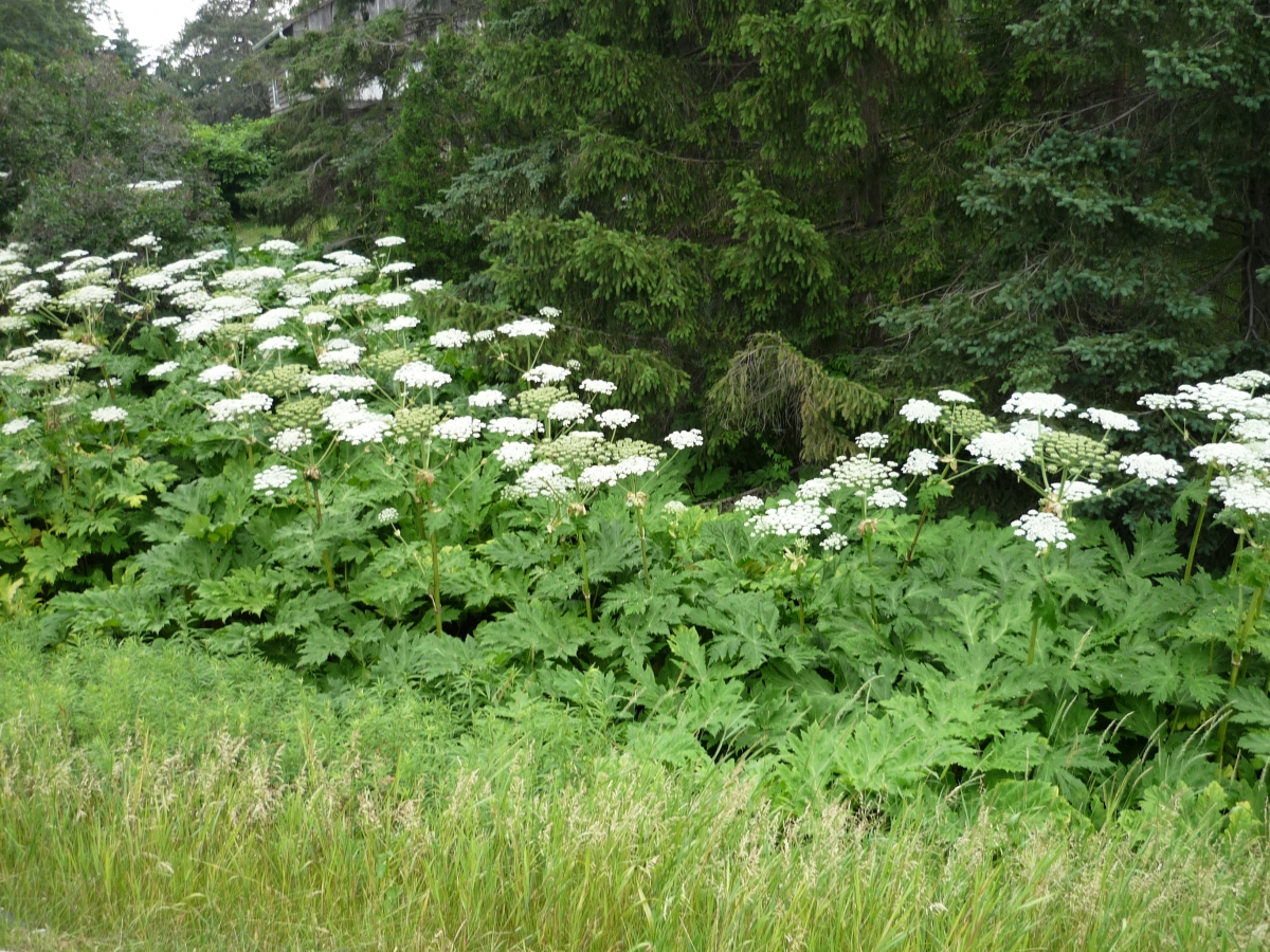 Giant Hogweed | Ontario's Invading Species Awareness Program