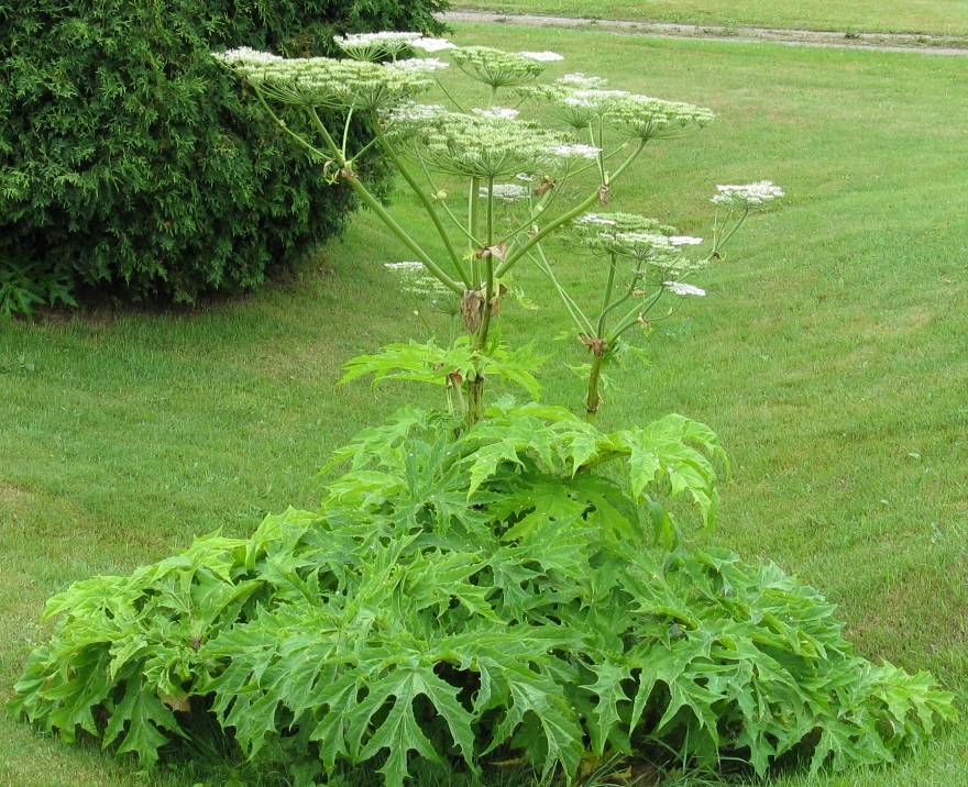 Giant Hogweed | Ontario's Invading Species Awareness Program
