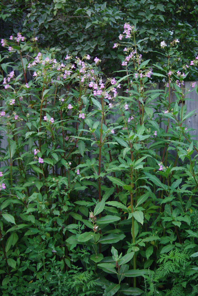 Himalayan Balsam | Ontario's Invading Species Awareness Program
