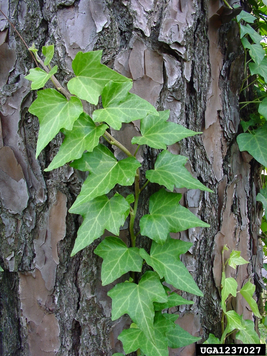 Invasive Ground Covers | Ontario's Invading Species Awareness Program
