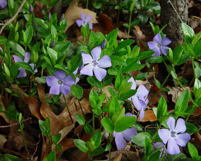 Invasive Ground Covers | Ontario's Invading Species Awareness Program