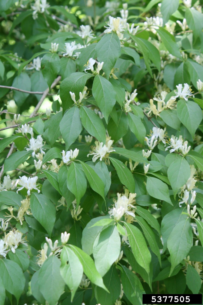 Invasive Honeysuckles | Ontario's Invading Species Awareness Program