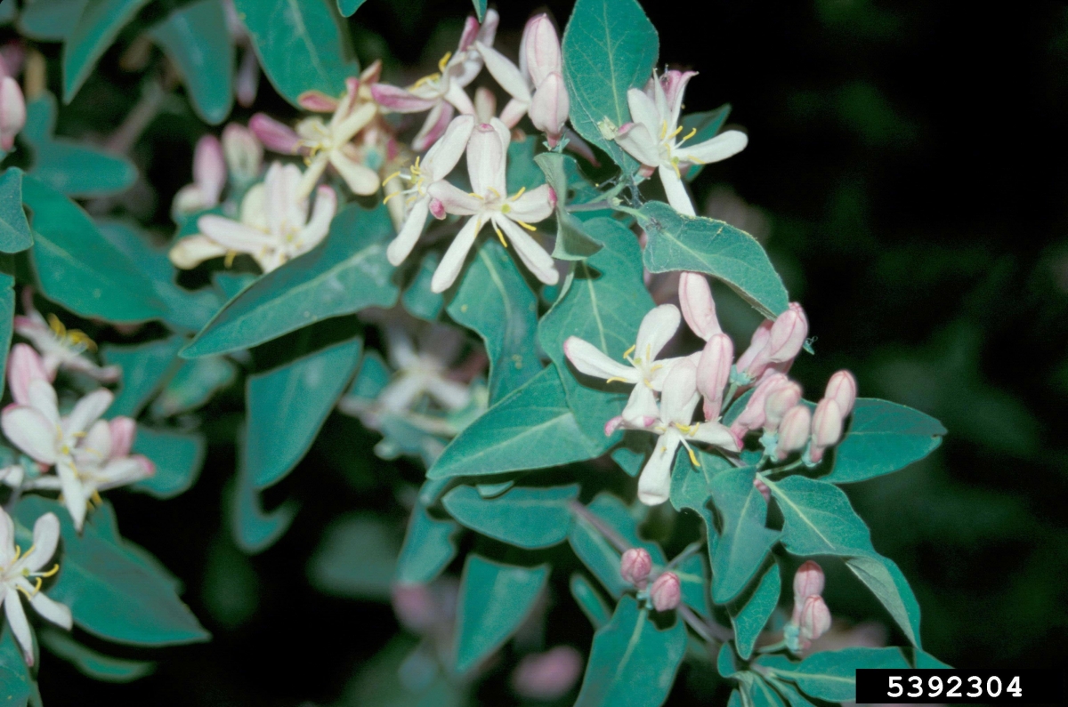 Invasive Honeysuckles | Ontario's Invading Species Awareness Program