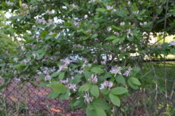 Invasive Honeysuckles | Ontario's Invading Species Awareness Program