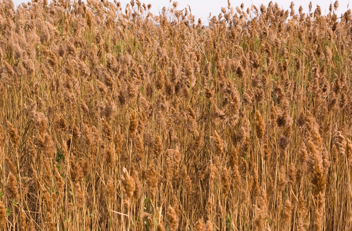 Invasive Phragmites | Ontario's Invading Species Awareness Program