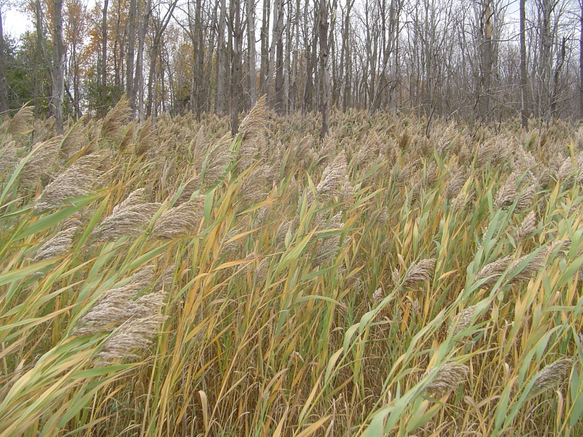 Invasive Phragmites | Ontario's Invading Species Awareness Program