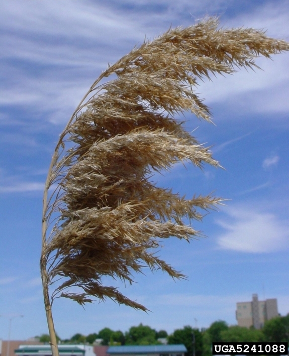 Invasive Phragmites | Ontario's Invading Species Awareness Program