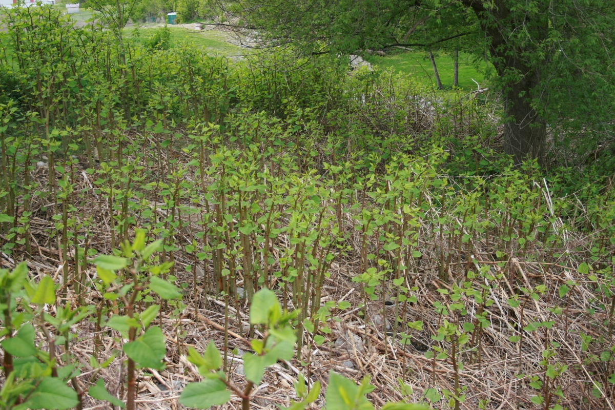 Japanese Knotweed | Ontario's Invading Species Awareness Program