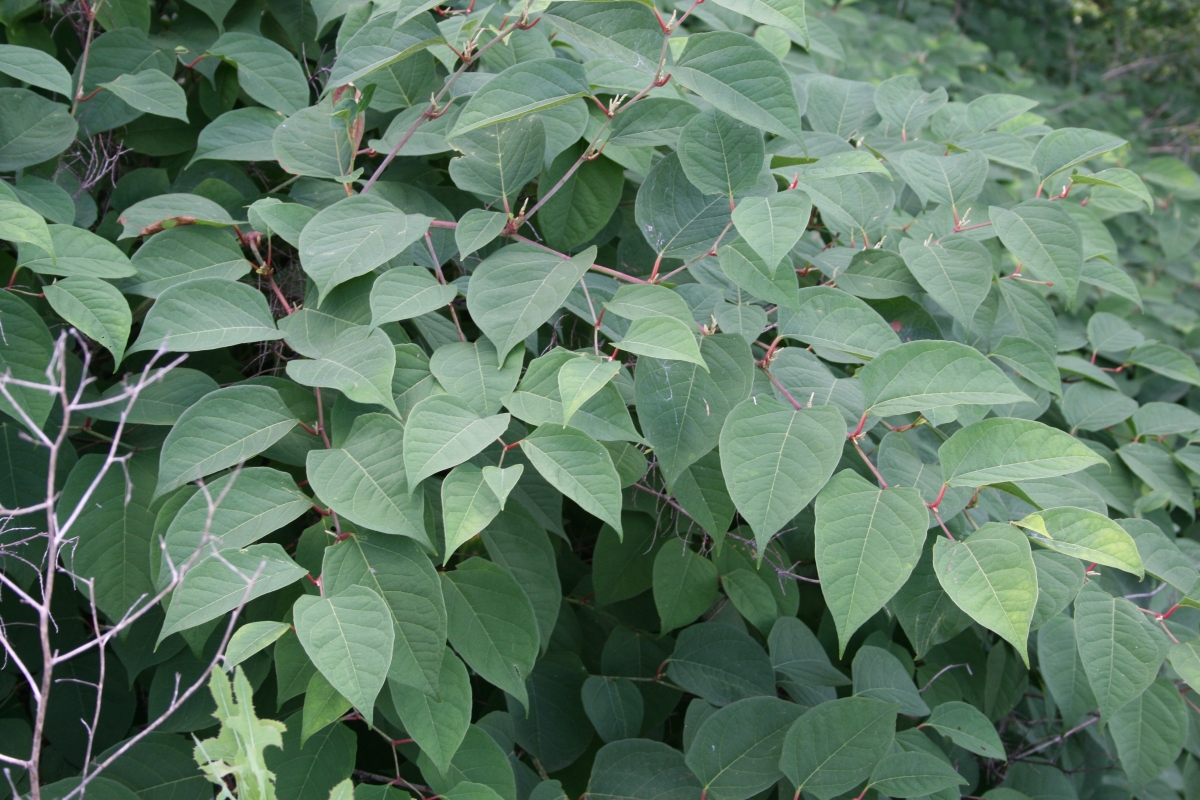 Japanese Knotweed | Ontario's Invading Species Awareness Program