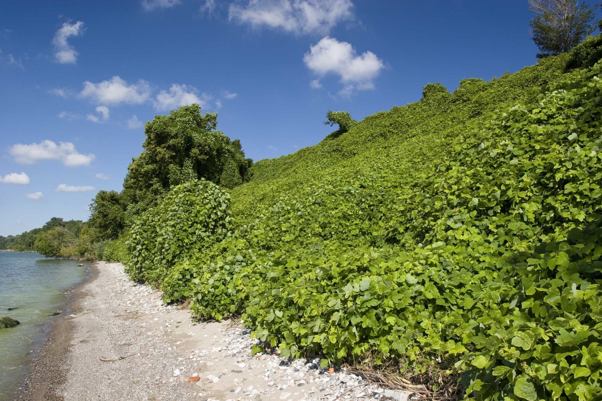 Kudzu | Ontario's Invading Species Awareness Program