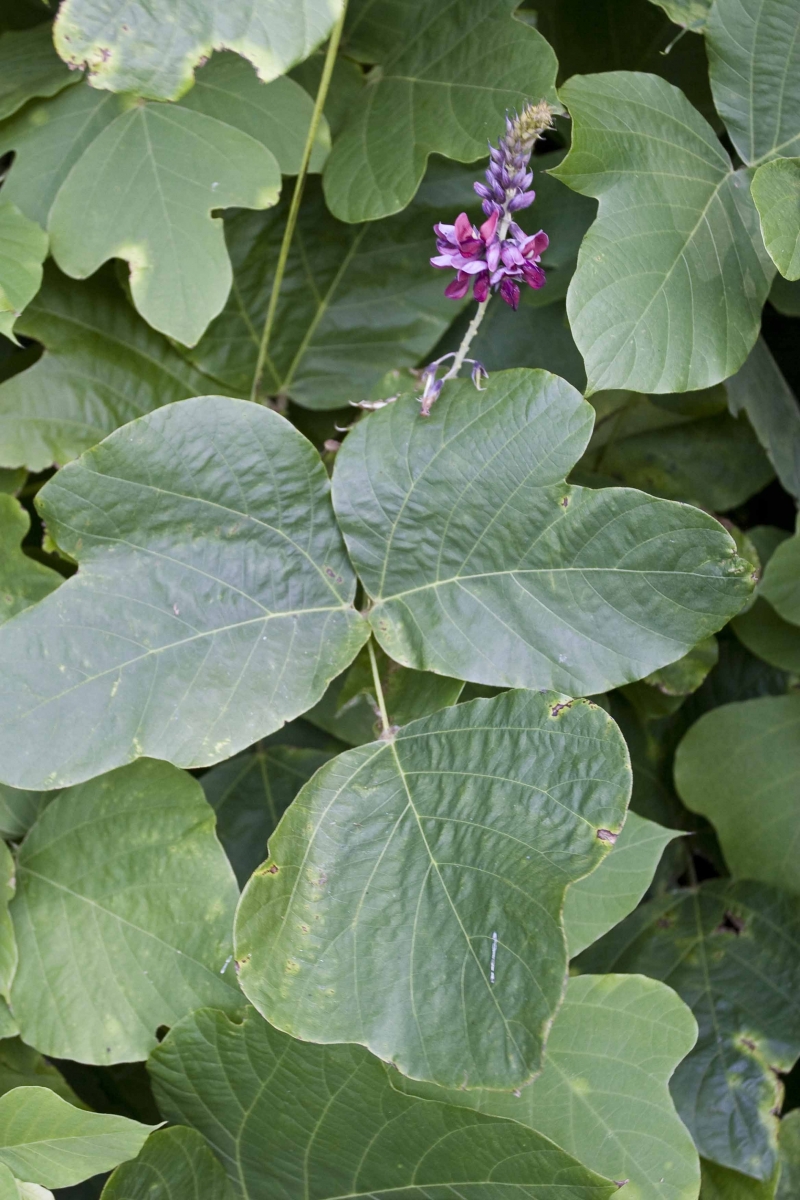 Kudzu | Ontario's Invading Species Awareness Program