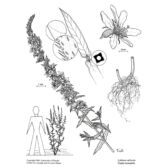 Purple Loosestrife | Ontario's Invading Species Awareness Program