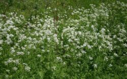Wild Chervil | Ontario's Invading Species Awareness Program