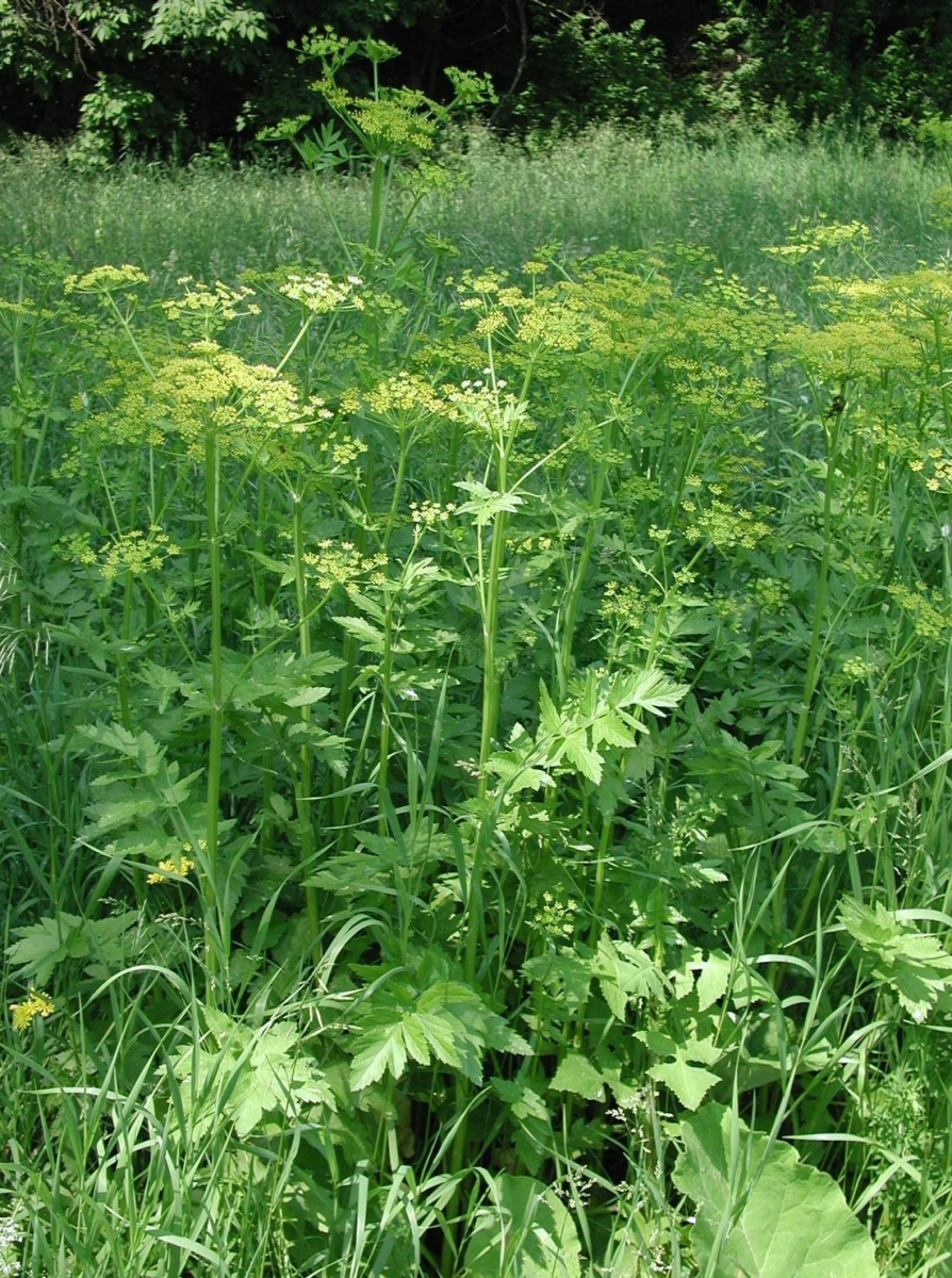 Wild Parsnip | Ontario's Invading Species Awareness Program