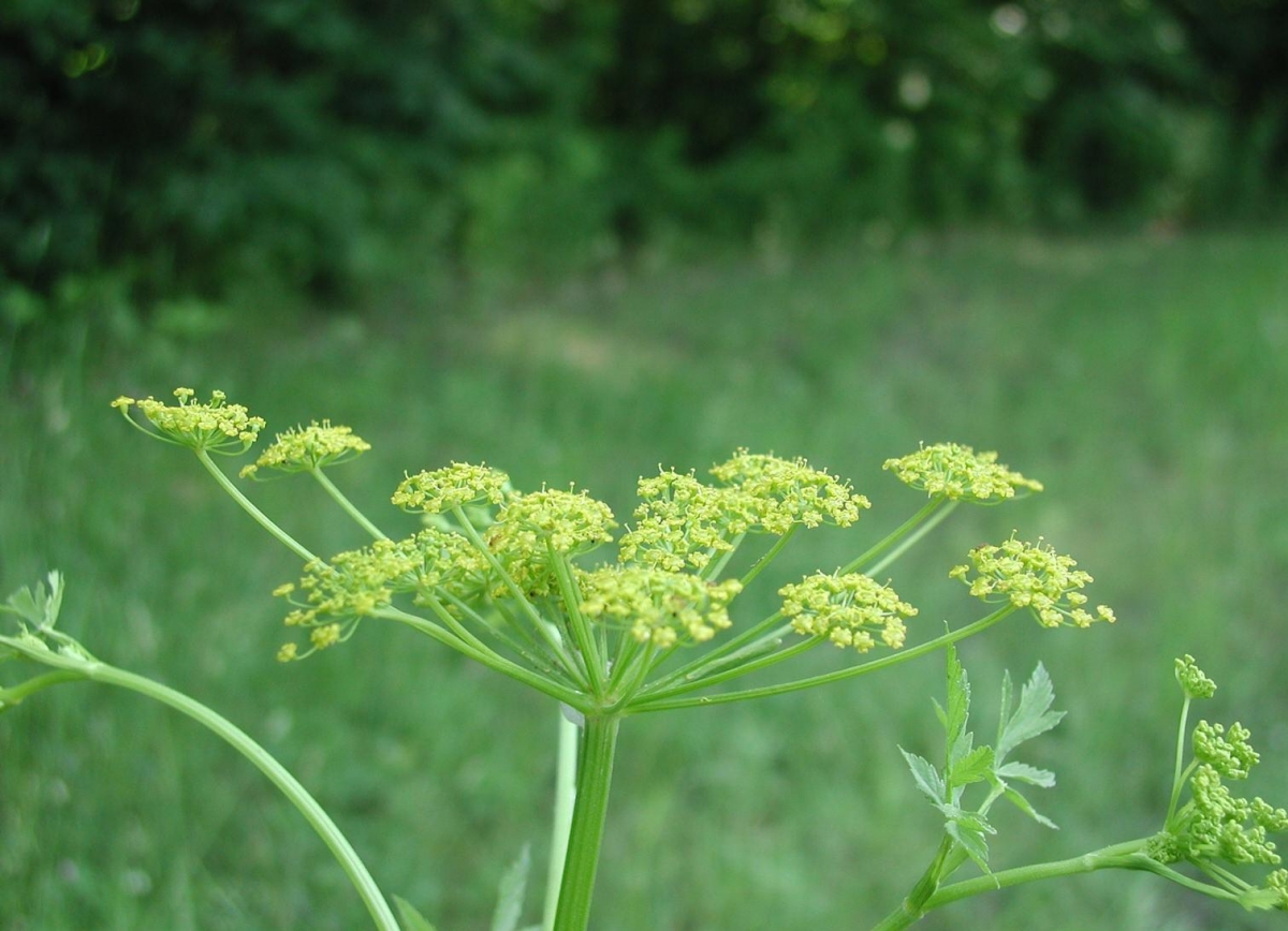 Wild Parsnip | Ontario's Invading Species Awareness Program
