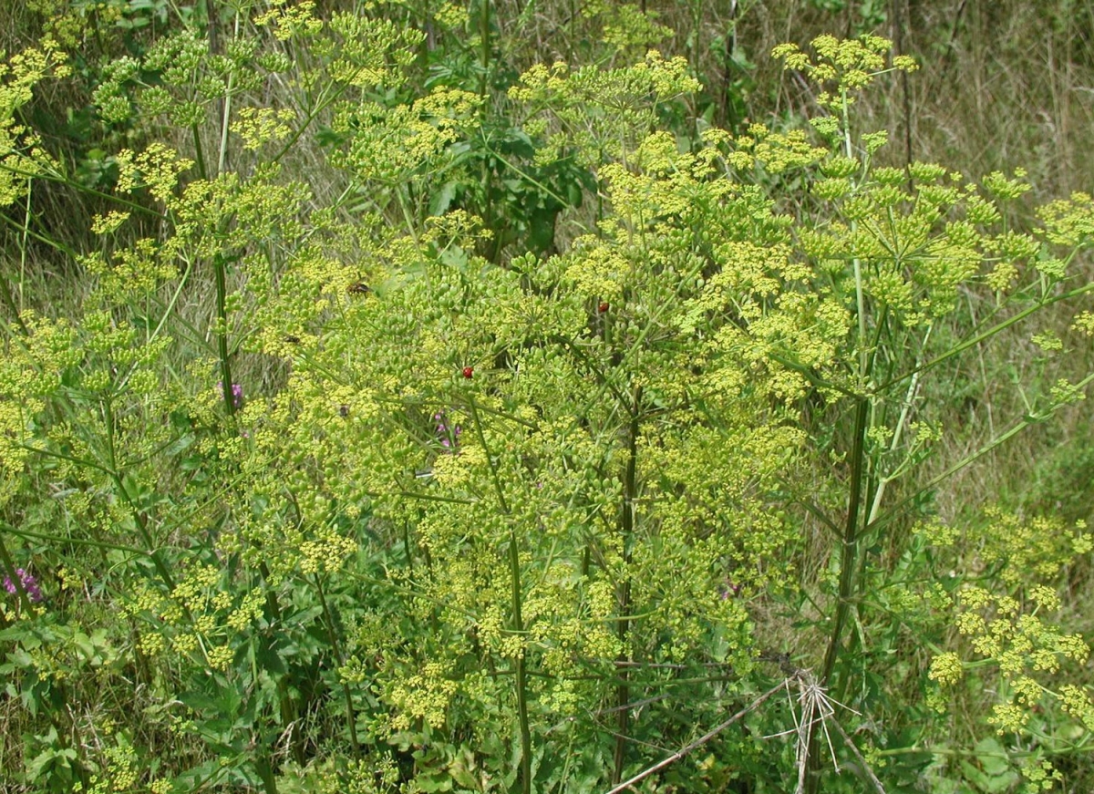Wild Parsnip | Ontario's Invading Species Awareness Program