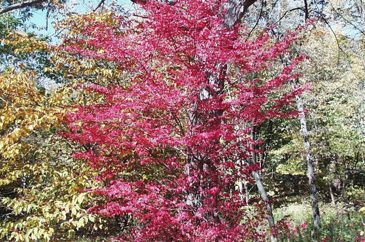 Winged Euonymus | Ontario's Invading Species Awareness Program