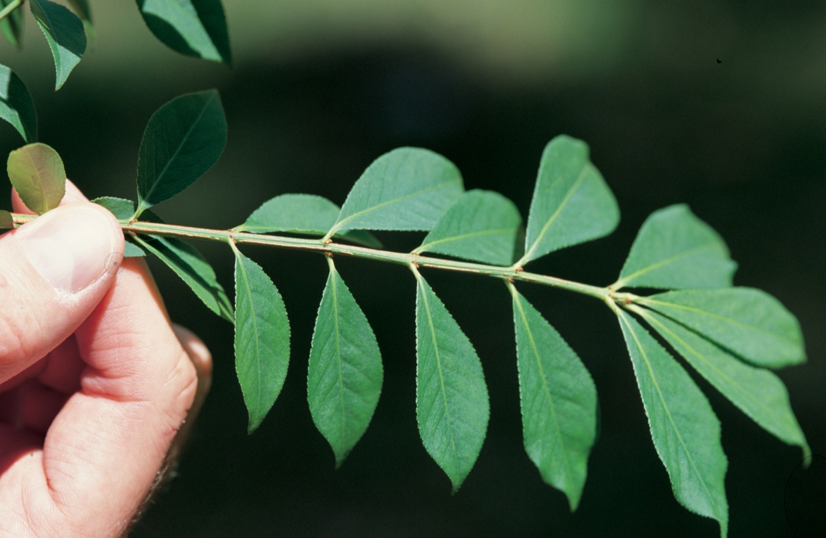 Winged Euonymus | Ontario's Invading Species Awareness Program